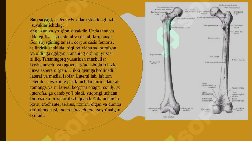 oyoq erkin qismi suyaklari;tuzilishi uning yoshga doir o’zgarishlari