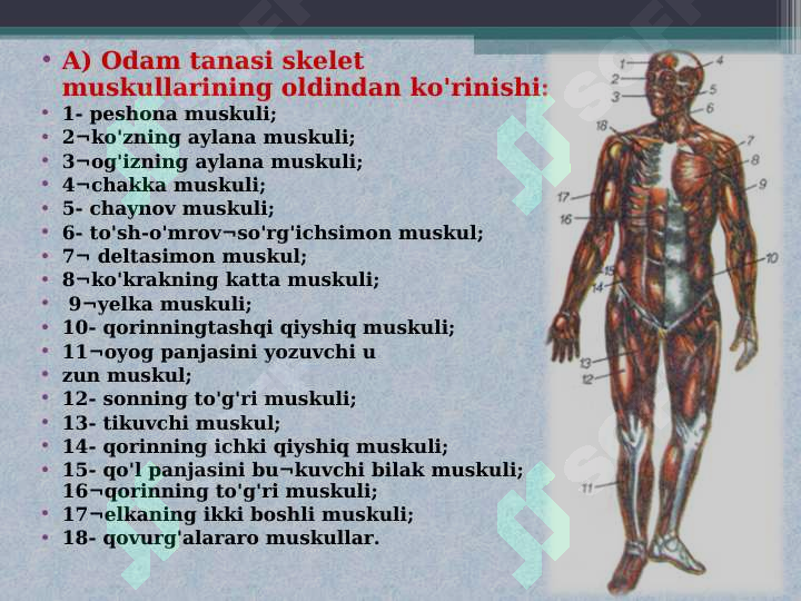 Muskullar va ularning funksiyasi