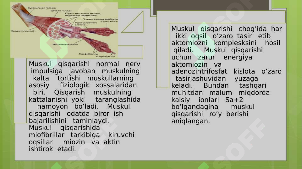 Harakatchan va qisqaruvchan jarayonlar, muskul qisqarish aparati ...