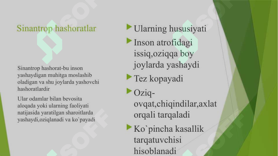 Sinantrop hashoratlarning epidemiologik ahamiyati
