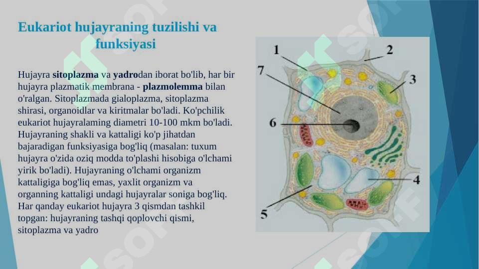 EUKARIOT HUJAYRALARNING ULTRASTRUKTURAVIY TUZILISHI