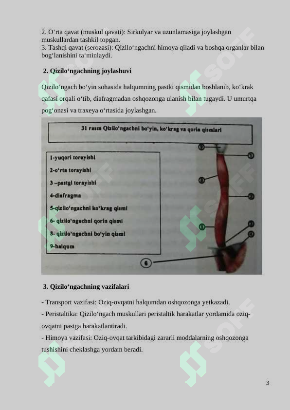 Halqum, qizilo‘ngachning tuzilishi, joylashuvi va vazifalari
