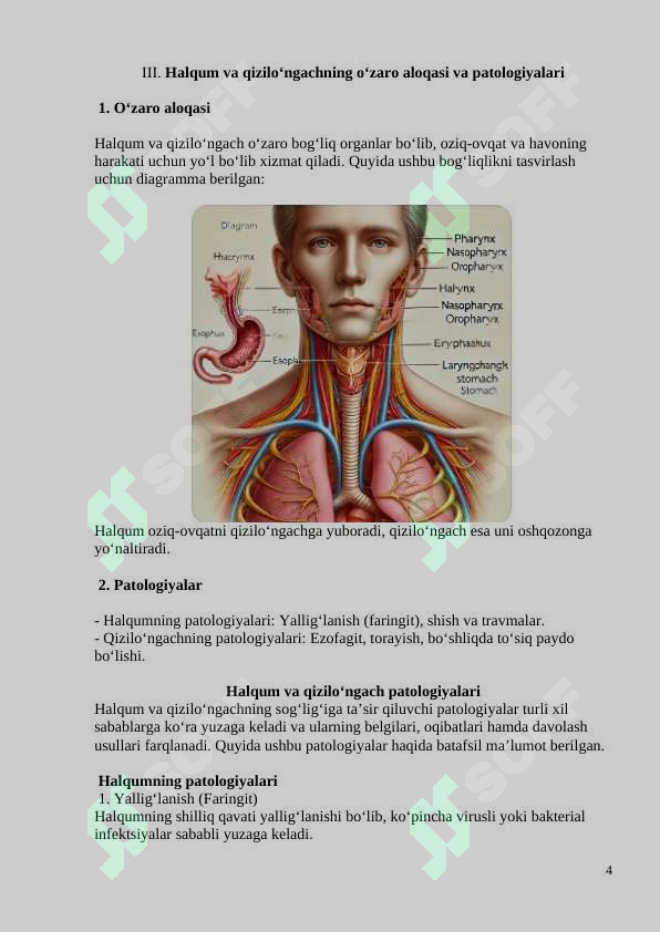Halqum, qizilo‘ngachning tuzilishi, joylashuvi va vazifalari