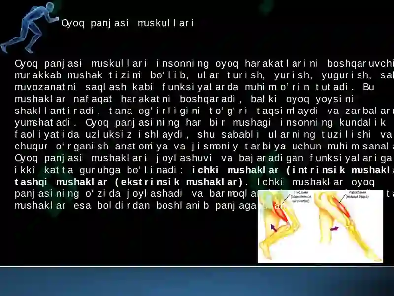 oyoq muskullari